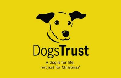 300 roles at risk of redundancy at Dogs Trust as it reviews strategy