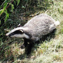 RSPCA badger campaign was ok, declares Commission