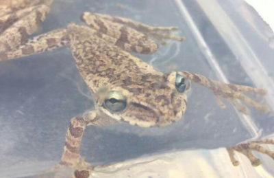Society Diary: A stowaway frog sneaks into Waitrose and a man in a van